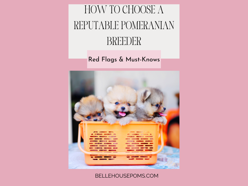 Where to Buy a Pomeranian from Reputable Breeders - Belle House Pomeranians